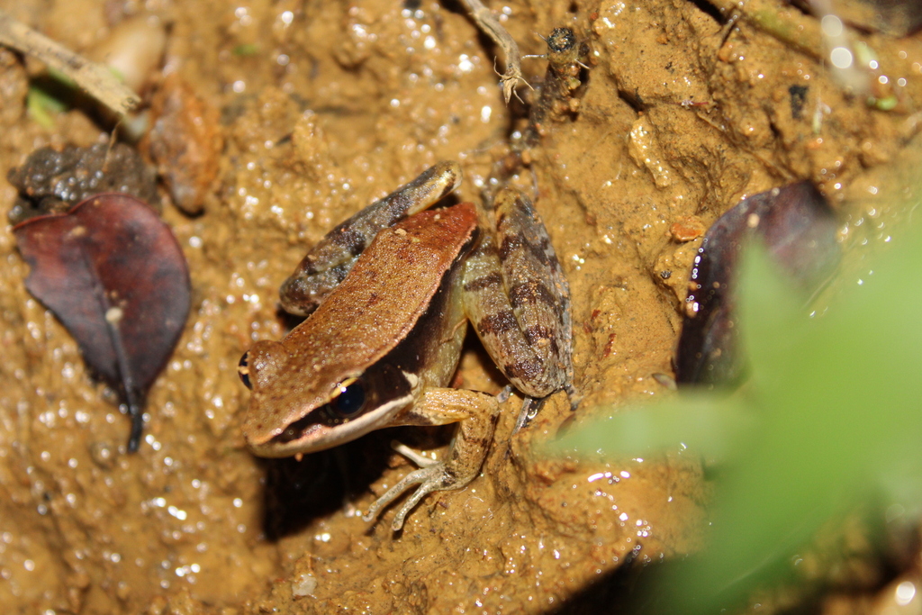 Günther's Golden-backed Frog in June 2024 by Goshitha Supesha ...