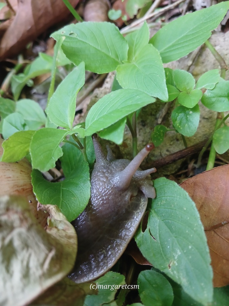 Giant South American Snail from St Joseph, Trinidad and Tobago on June ...