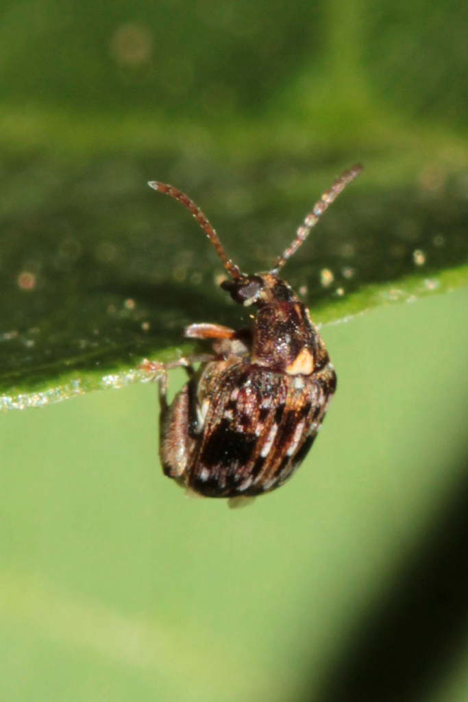 Cowpea Weevil from Nsama, Zambia on March 25, 2024 at 12:27 PM by ...