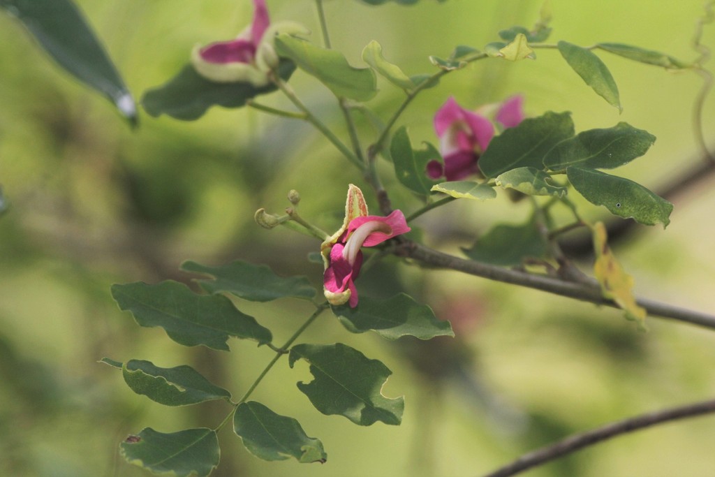 (Harpalyce arborescens) - Botanical Realm