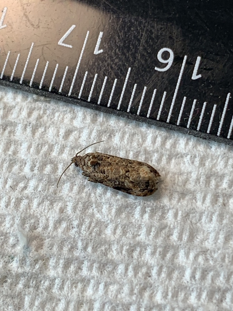 Verbena Bud Moth from Dimondale, Eaton Co., MI, USA on June 1, 2024 at ...