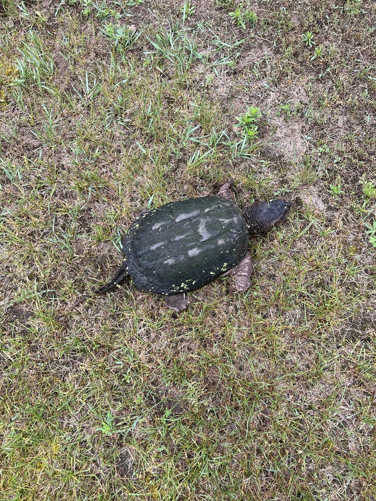 Common Snapping Turtle from Charleston Lake Provincial Park, Leeds and ...