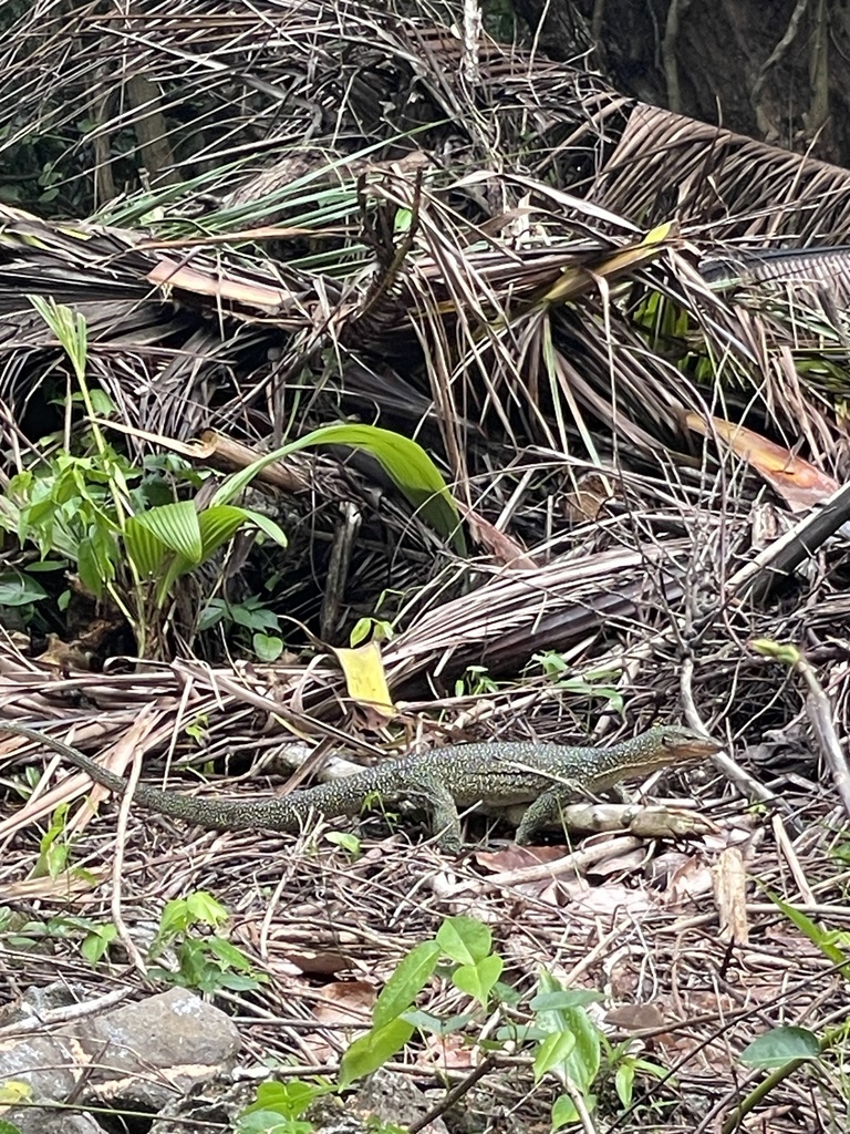Bennett's Long-tailed Monitor from Babeldaob, Palau, PW on June 5, 2024 ...