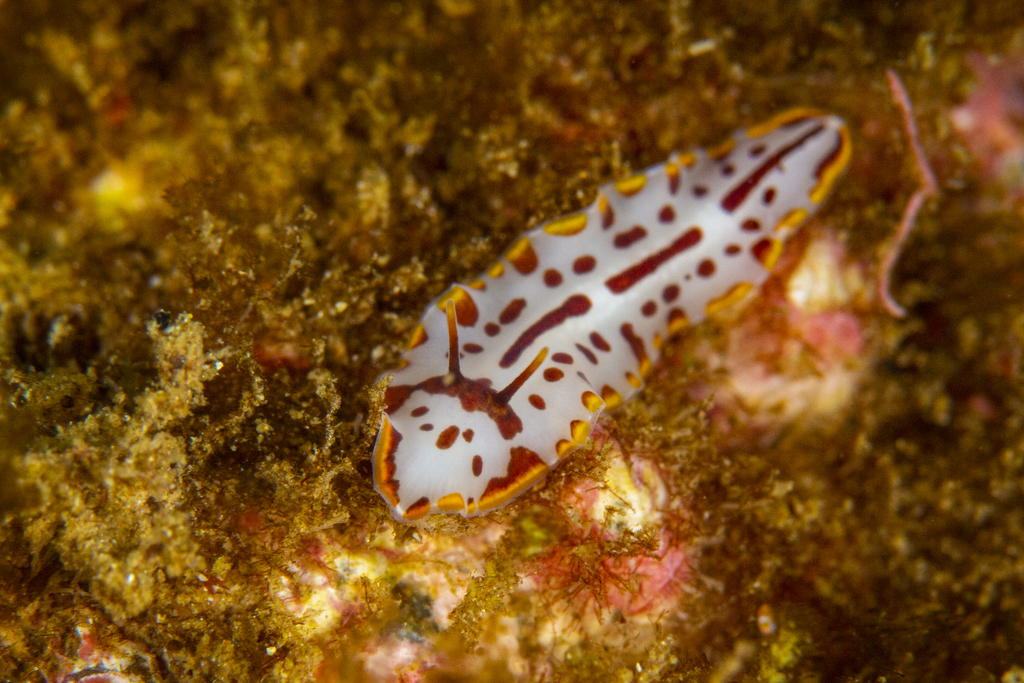 Stylochus insolitus (Polyclad flatworms of California) · iNaturalist