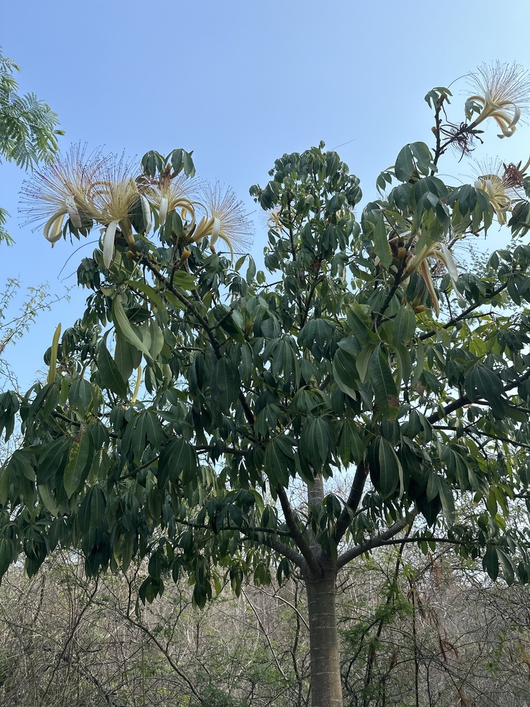 provision tree from Bahía de Banderas, Nay., MX on June 7, 2024 at 08: ...