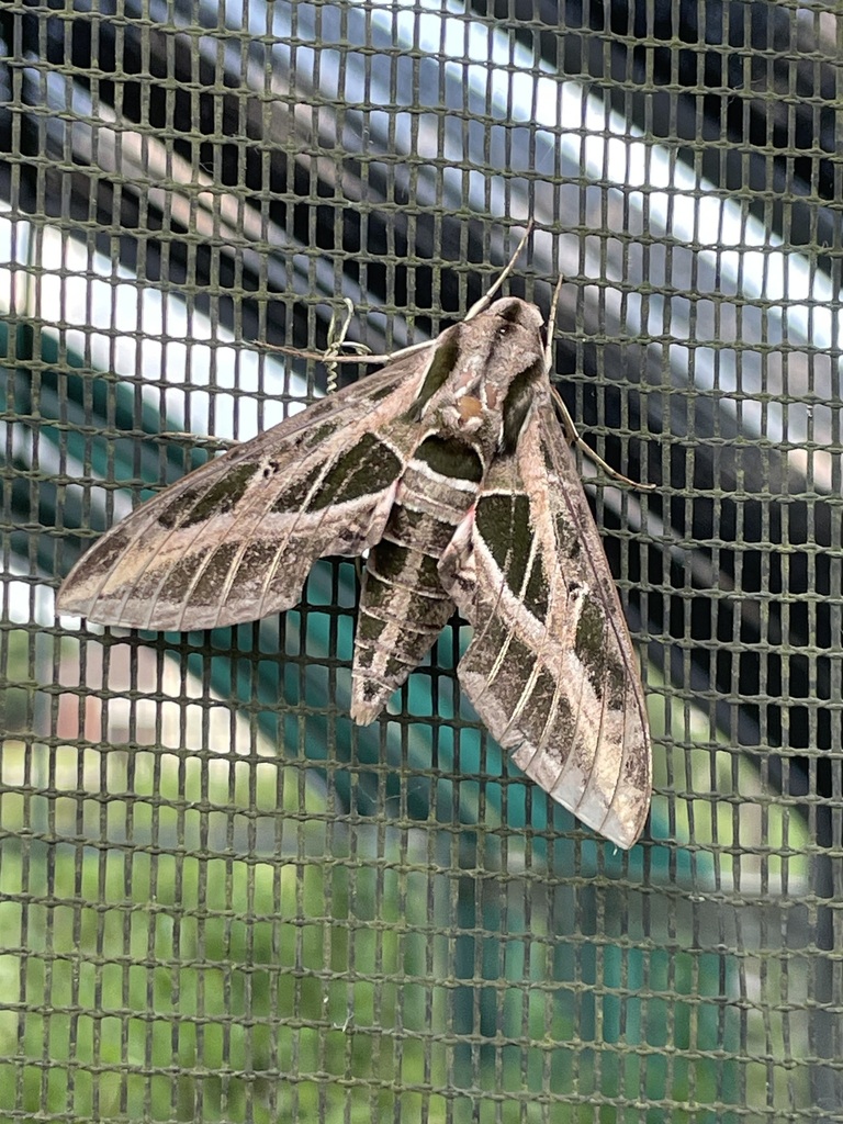 Vine Sphinx from 1732 S. Hampton, Glenn Heights, Texas on June 7, 2024 ...