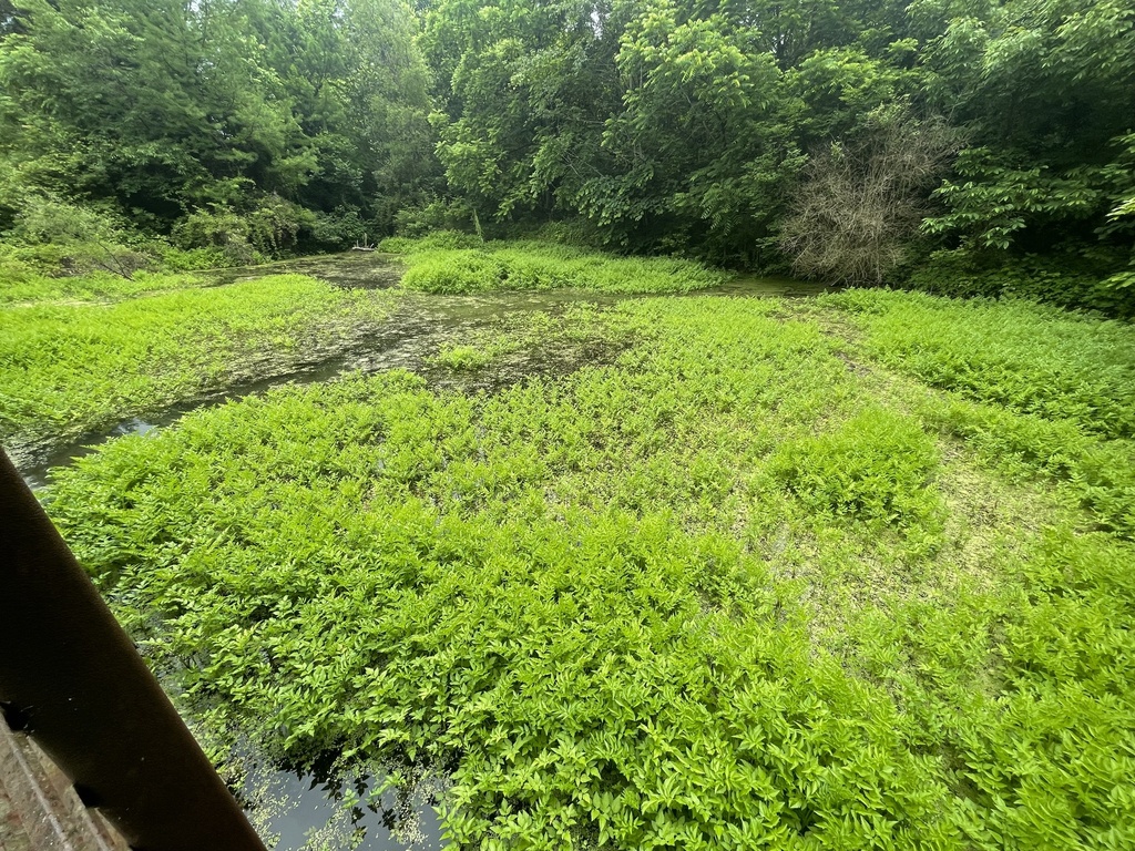 Java water-dropwort from Mills Road Park, Covington, KY, US on June 5 ...