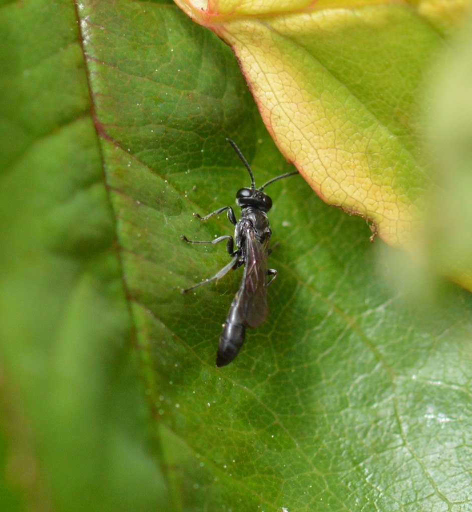 Trypoxylon from Lents, Portland, OR, USA on May 17, 2019 at 02:23 PM by ...