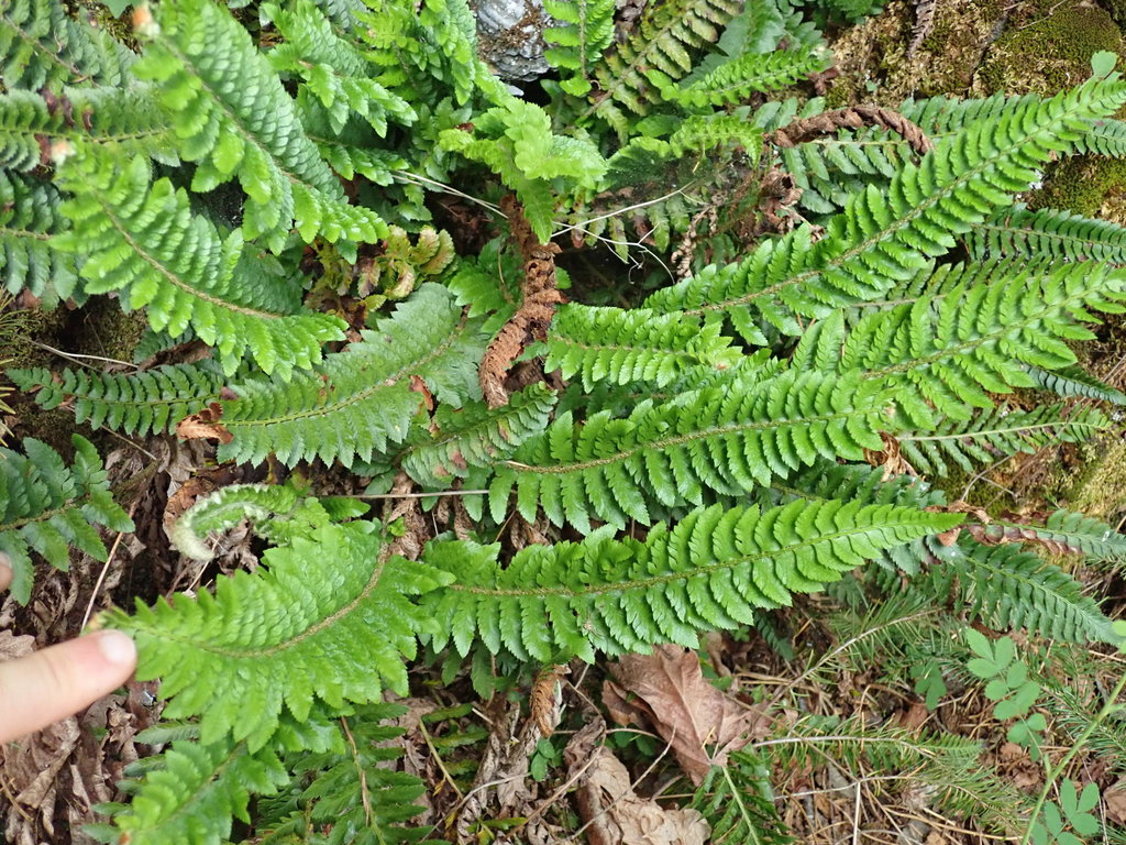 California shield fern in May 2019 by Randal. Growing out of limestone ...