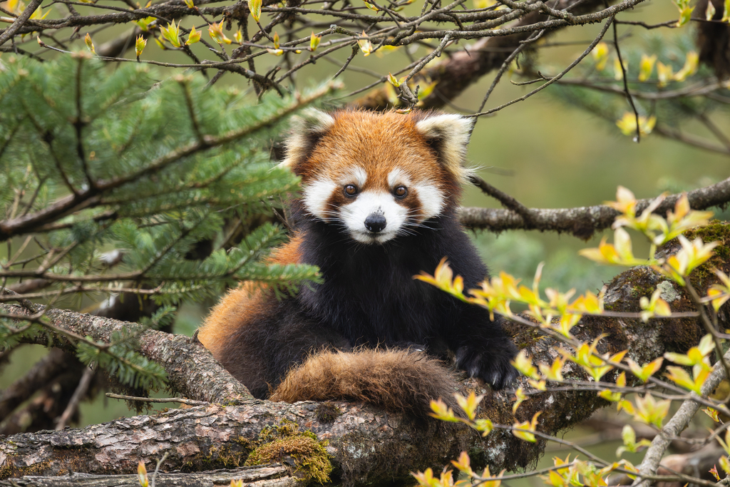 Chinese Red Panda (Ailurus fulgens styani) - Know Your Mammals