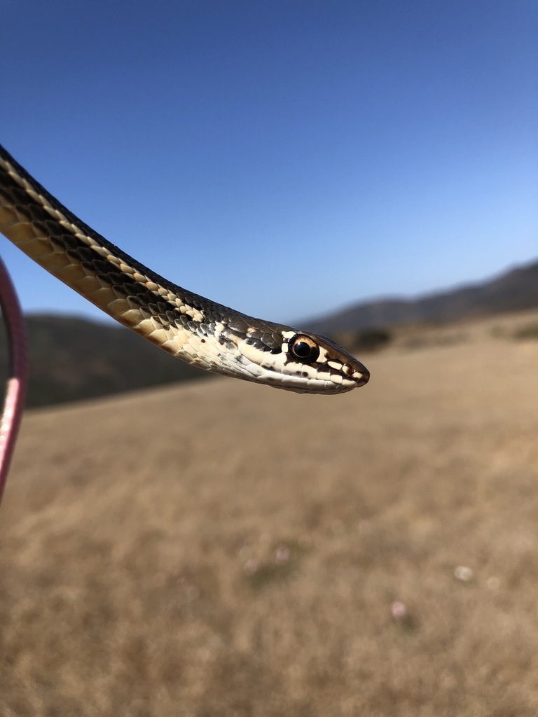 Striped Racer from Point Mugu State Park, Malibu, CA, US on July 26 ...