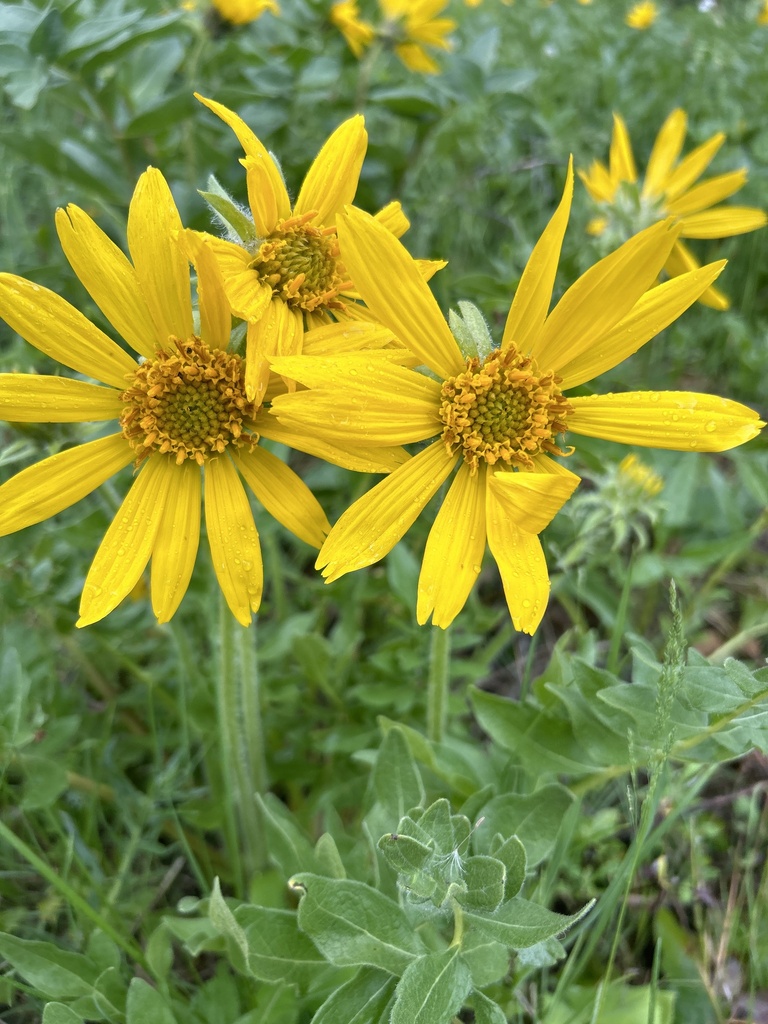 cutleaf balsamroot from Uinta-Wasatch-Cache National Forest, Logan, UT ...