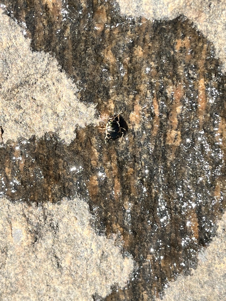spangled button beetle from Petawawa, ON, Canada on May 30, 2024 at 09: ...