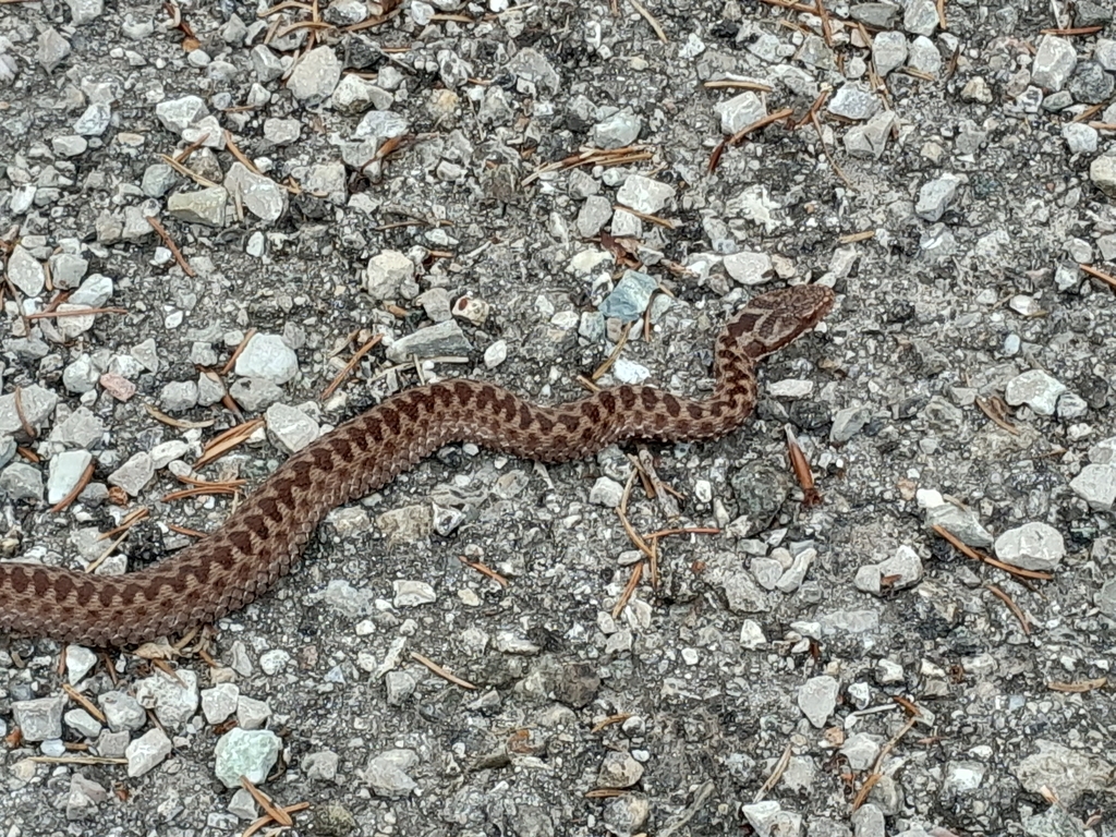 Adder from Hinterstoder, 4573 Hinterstoder, Österreich on June 7, 2024 ...