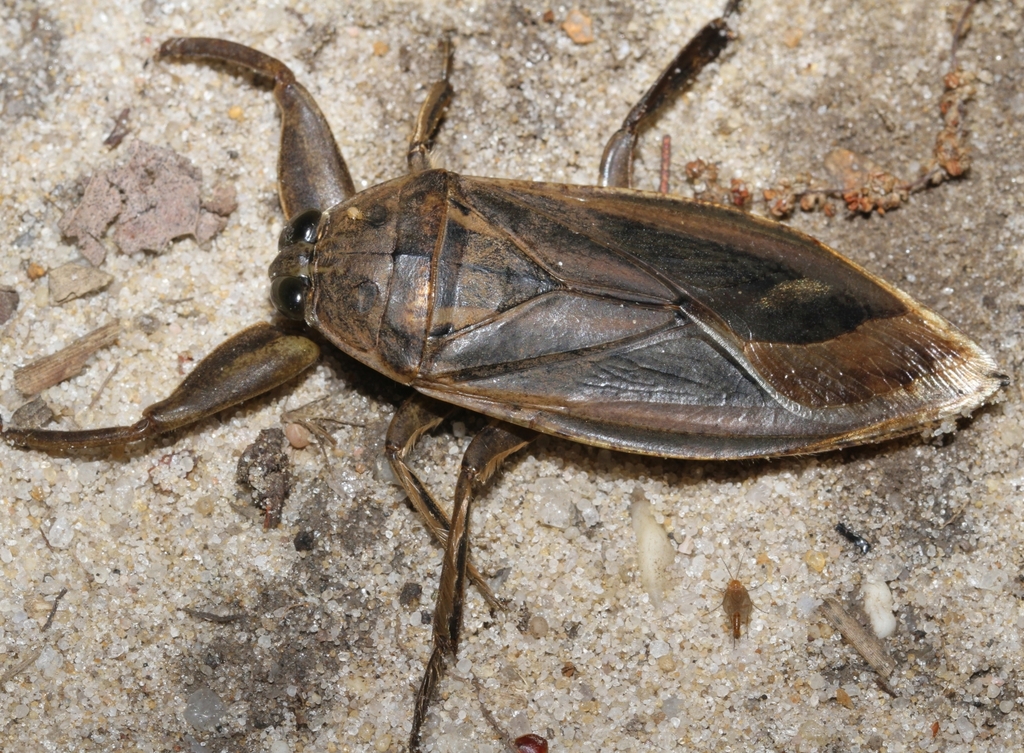 Uhler's Giant Water Bug from Upper Township, NJ, USA on June 7, 2024 at ...