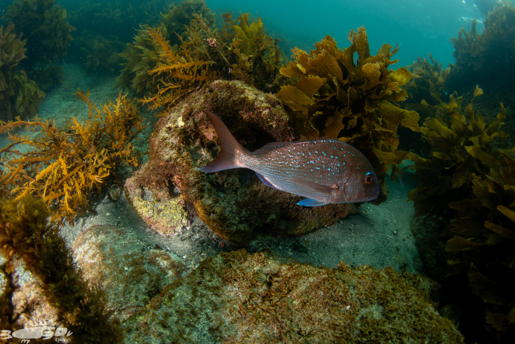 Snapper from Auckland, New Zealand on March 18, 2024 at 11:25 AM by ...