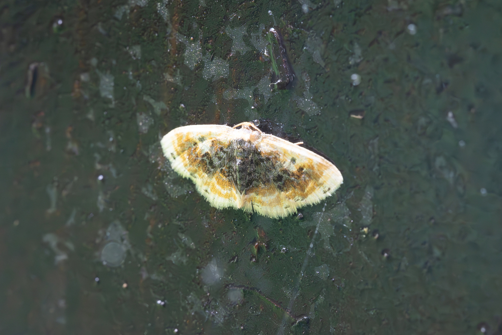 Ninodes splendens from 中国北京市海淀区 on June 7, 2024 at 01:33 PM by Yushi ...