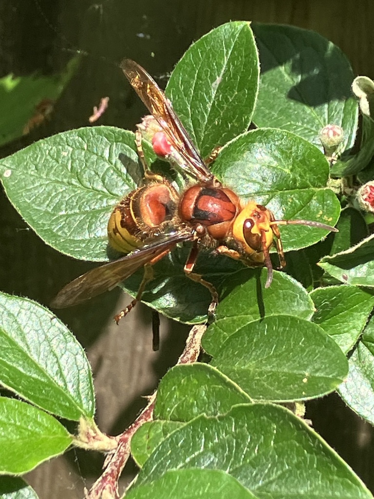 European Hornet from Bad Bargain Lane, York, England, GB on June 7 ...