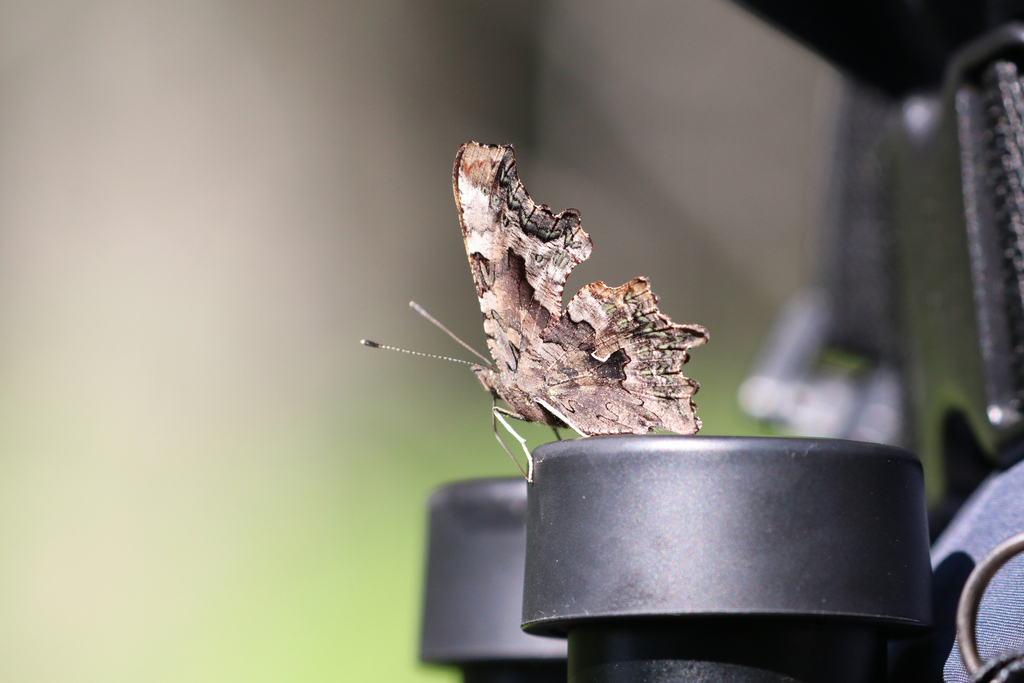Green Comma from Lake County, MN, USA on July 14, 2018 at 05:55 AM by ...