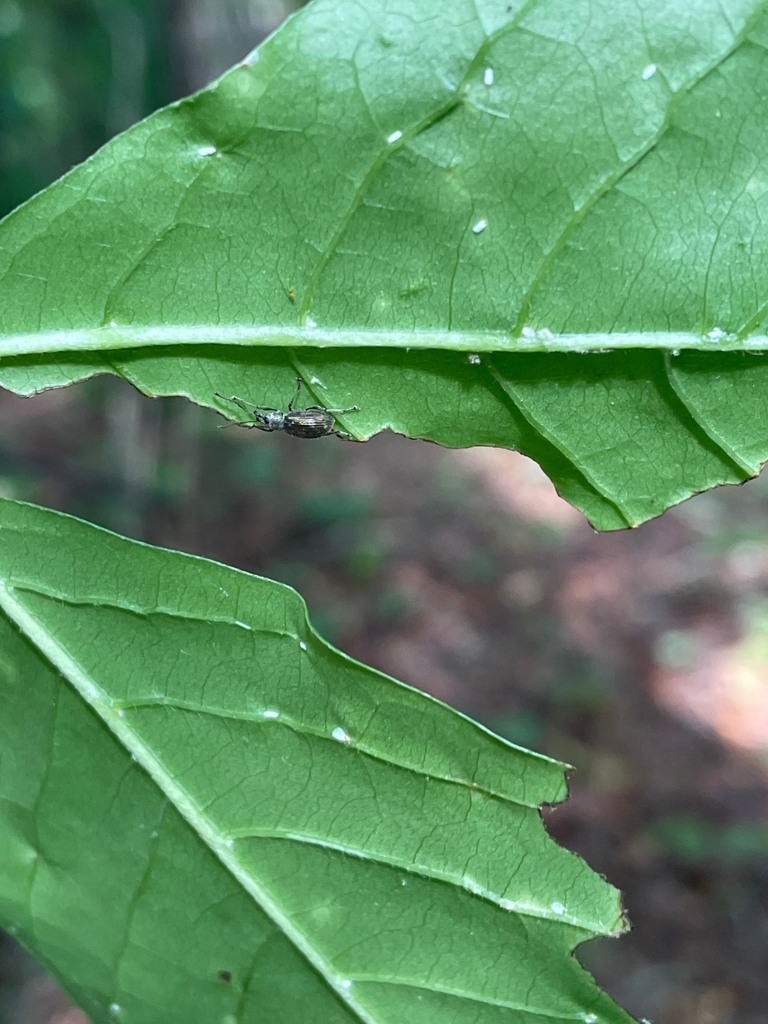 Asian Oak Weevil from NC Botanical Garden on June 7, 2024 by ...