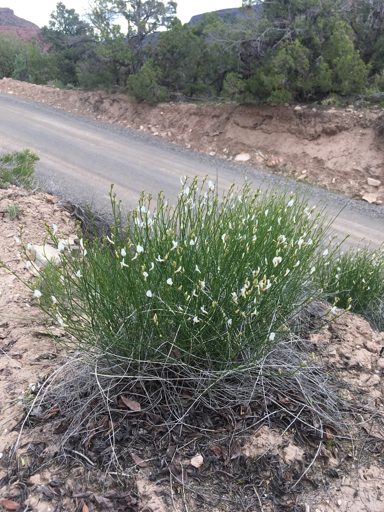Grand Junction Milkvetch from Montrose County, US-CO, US on May 17 ...