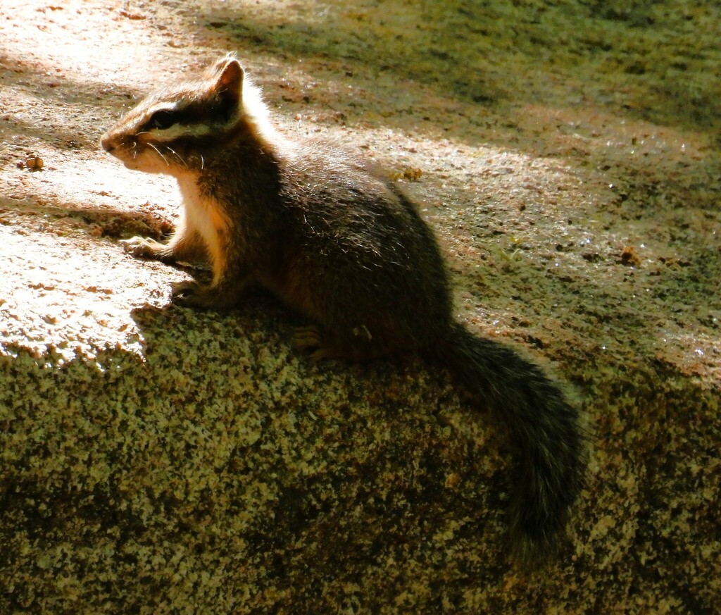 Cliff Chipmunk from Mt Lemmon, Arizona 85619, USA on June 5, 2024 at 11 ...