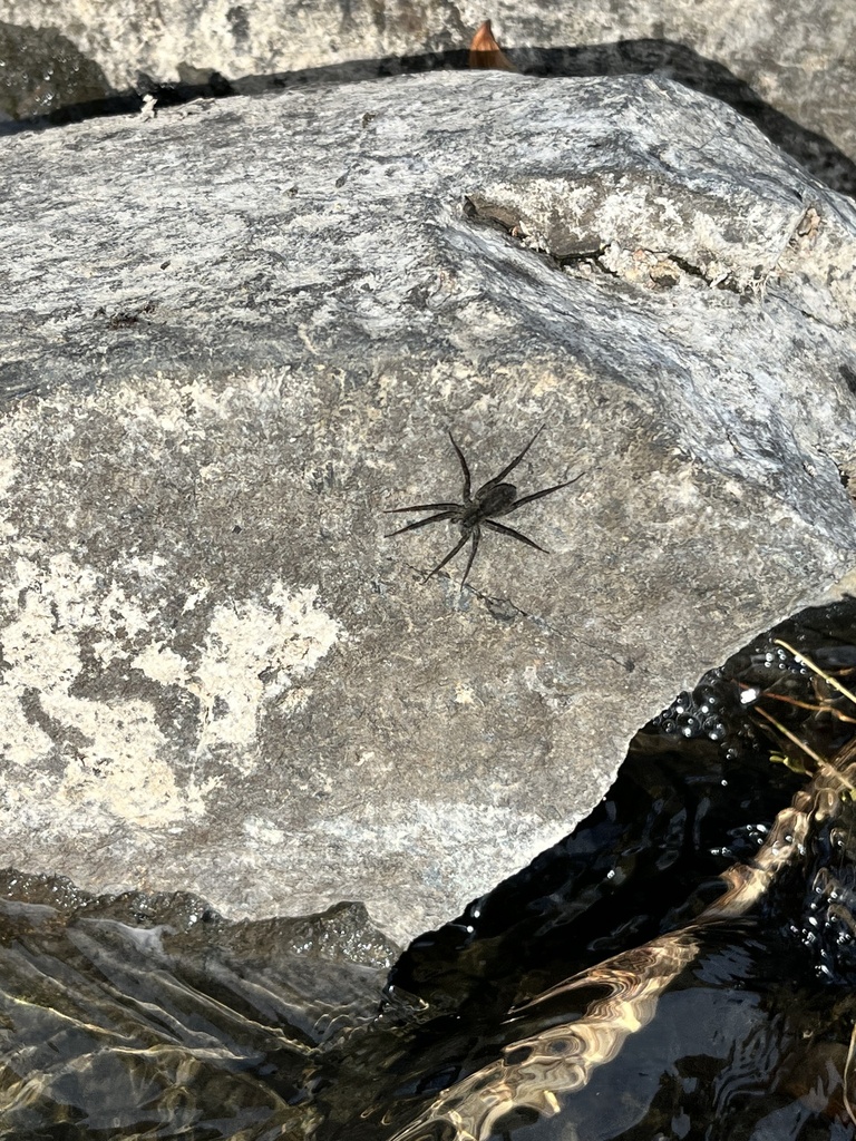 Stone Spider from Petawawa, ON, CA on May 29, 2024 at 05:16 PM by a ...