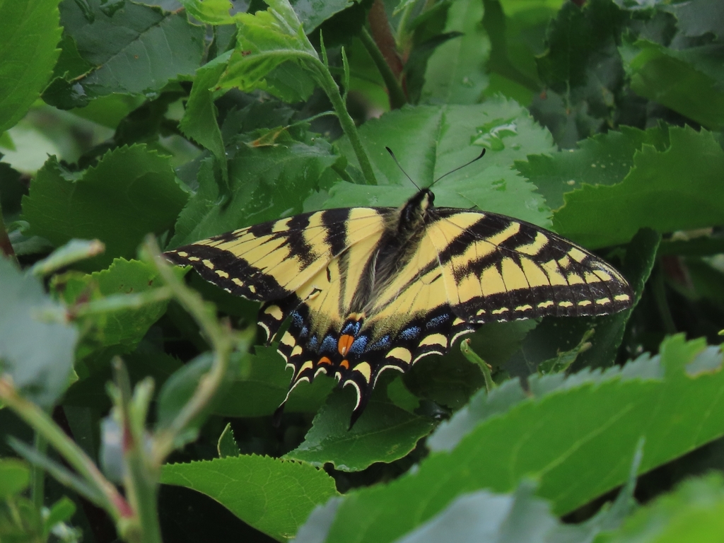 Canadian Tiger Swallowtail in June 2024 by Rob Vanderkam · iNaturalist