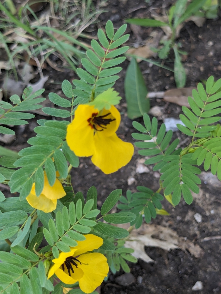 partridge pea in June 2024 by Darren · iNaturalist