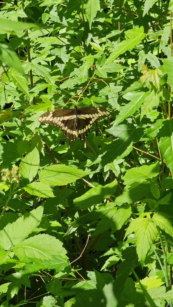 Eastern Giant Swallowtail from Afton on June 7, 2024 at 11:02 AM by ...