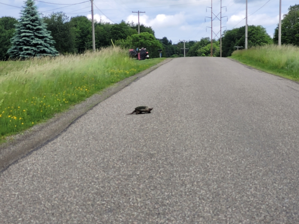 Common Snapping Turtle from Cassadaga, NY 14718, USA on June 7, 2024 at ...