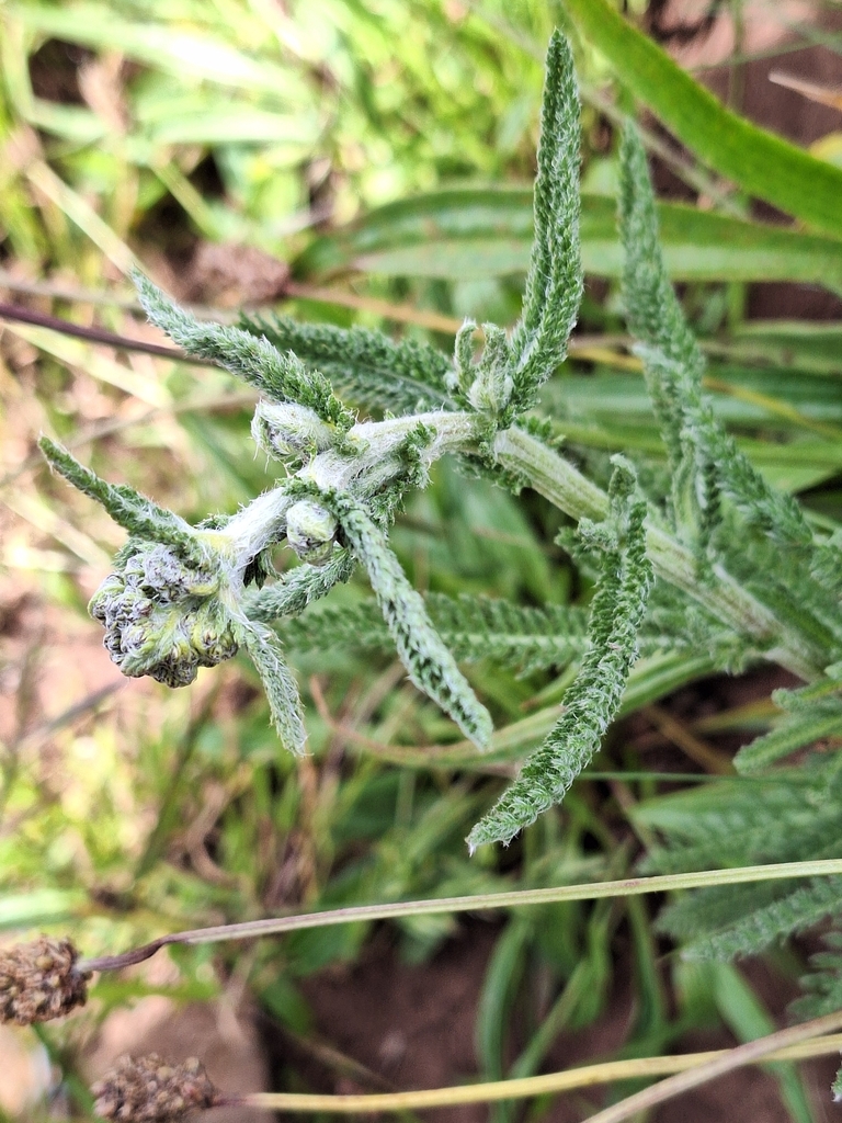common yarrow from Belhaven, Dunbar EH42 1XE, UK on 07 June, 2024 at 05 ...
