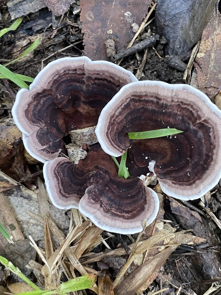 Nigroporus vinosus from Jennifer Lynn St, Denham Springs, LA, US on ...