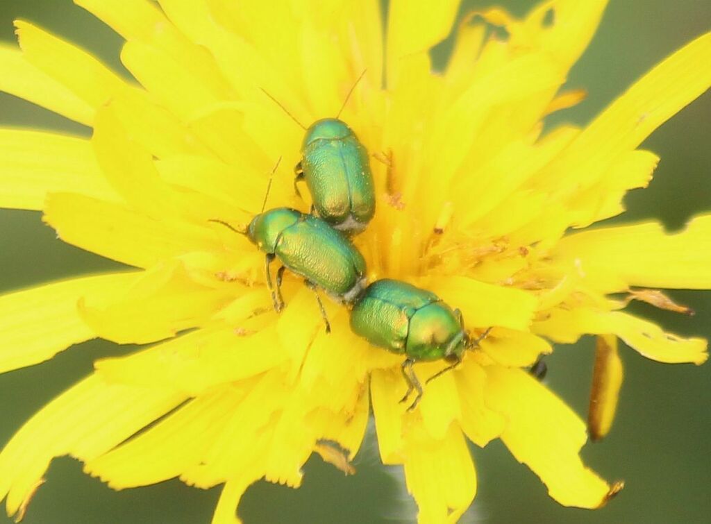 green pot beetle from Rodborough Common, Gloucestershire, UK on June 7 ...