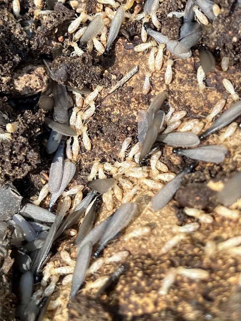 Mediterranean Termite from Provinz Huesca, Spanien on May 21, 2024 at ...