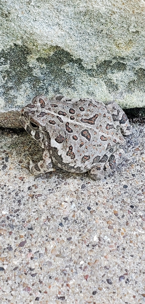 Woodhouse's Toad from Paradise, TX 76073, USA on June 7, 2024 at 11:41 ...