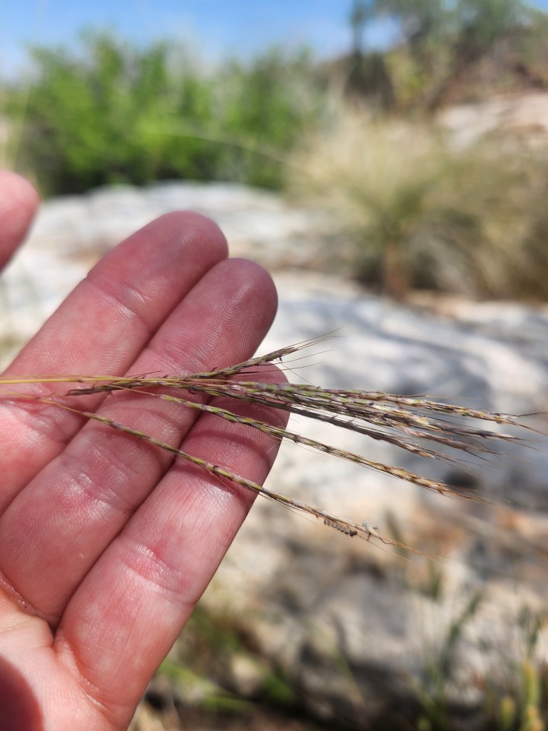 King Ranch bluestem from Pima County, AZ, USA on June 6, 2024 at 10:08 ...