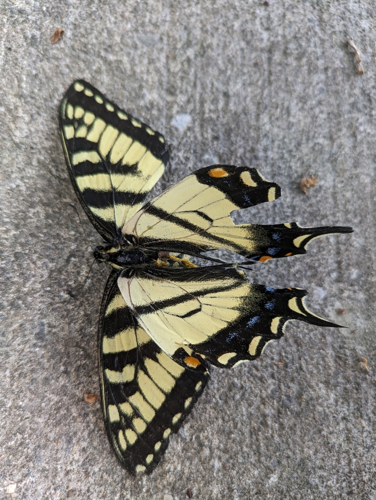 Canadian Tiger Swallowtail from Animalerie, Sherbrooke, QC J1K 2X9 ...