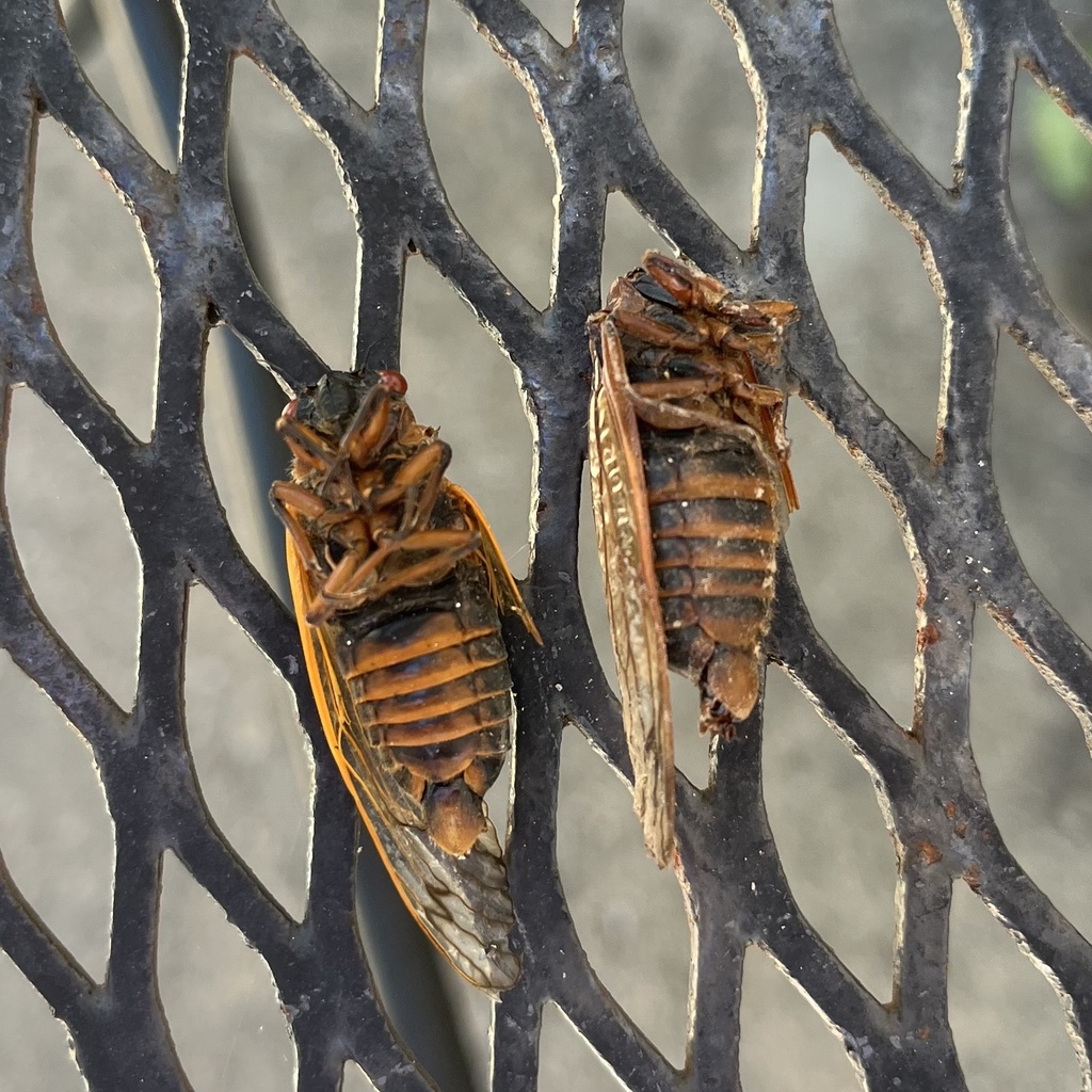 Neotredecim Periodical Cicada from W Page Blvd, St. Louis, MO, US on ...