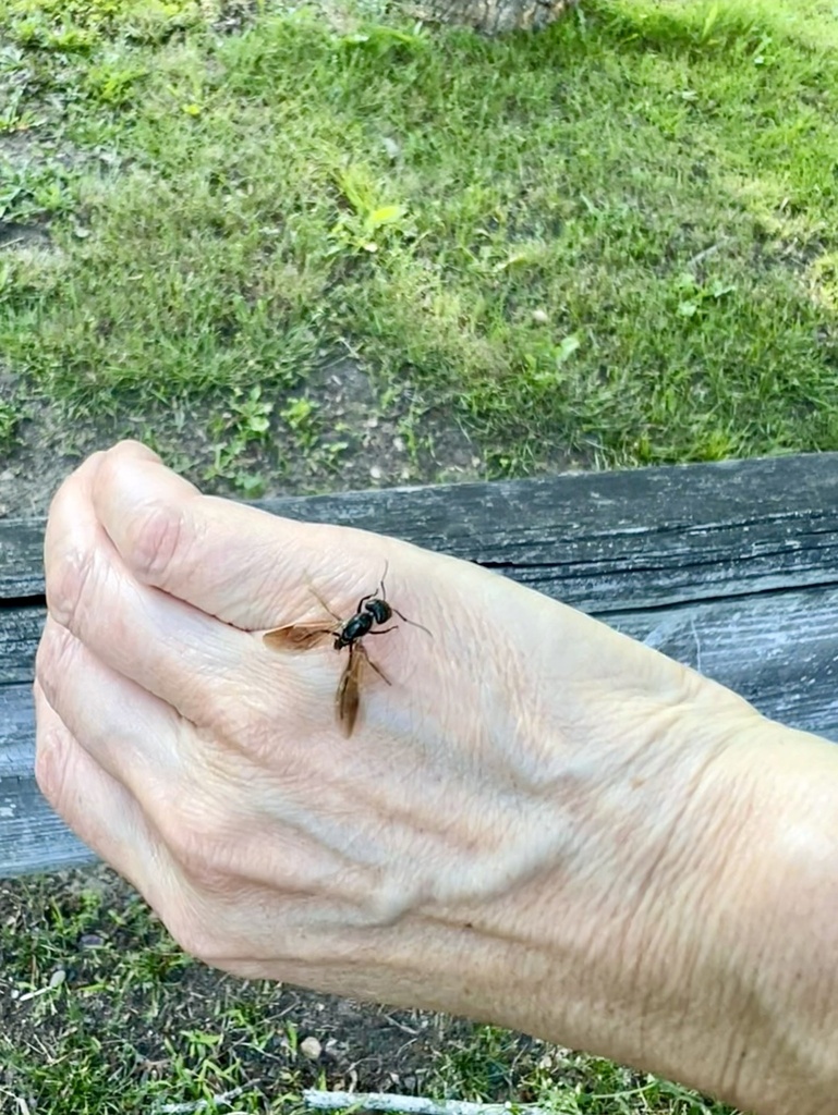 Ants, Bees, Wasps, and Sawflies from Pond St, Stoneham, MA, US on June ...
