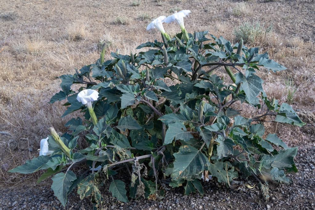 Sacred Datura from Grand County, UT, USA on June 3, 2024 at 09:45 AM by ...