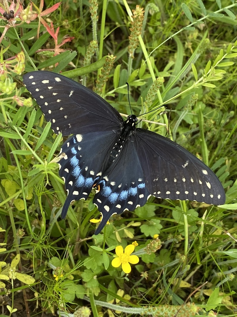 Eastern Black Swallowtail from US-64, Vilonia, AR, US on May 1, 2024 at ...