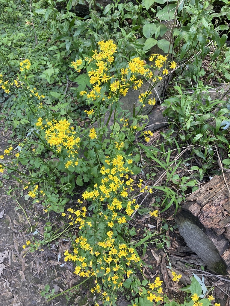 Butterweed from Downtown, River Forest, IL, US on June 7, 2024 at 01:00 ...