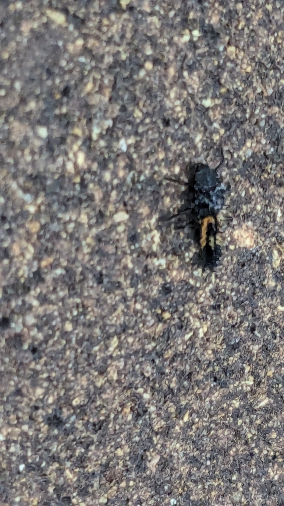 Asian Lady Beetle from University of Washington, Seattle, WA, USA on ...