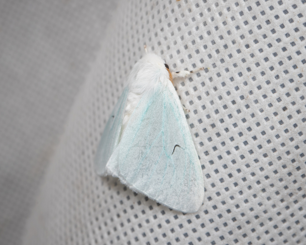 Black V Moth from Provincia di Arezzo, Italia on June 7, 2024 at 04:28 ...