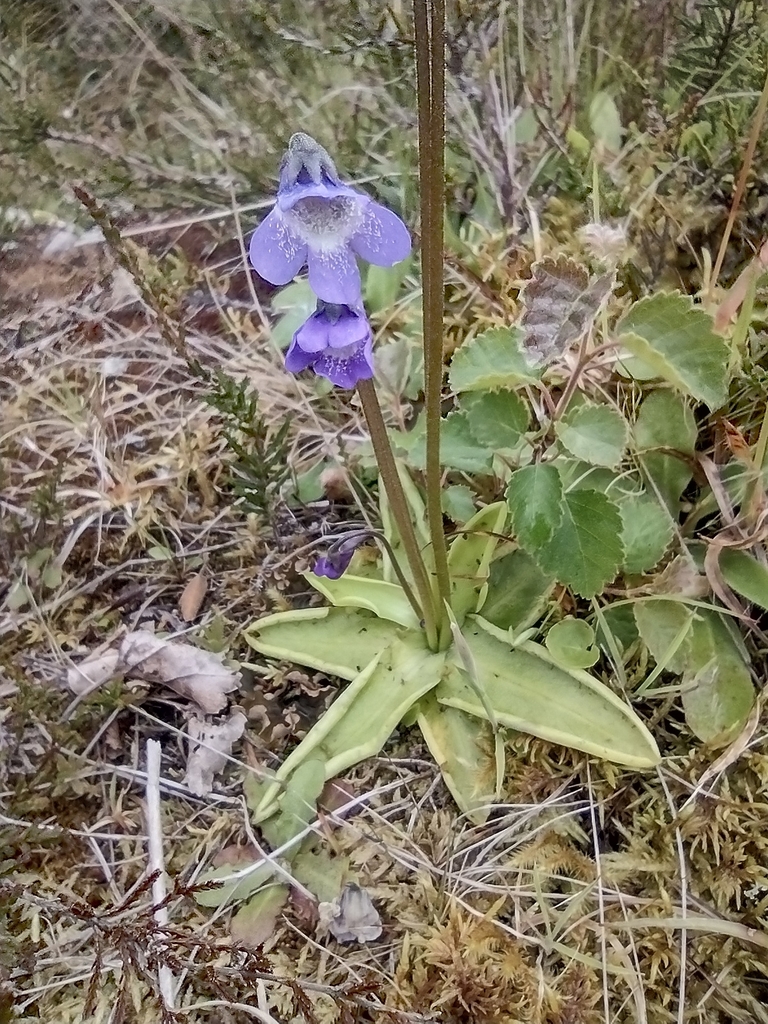 Pinguicula vulgaris vulgaris from Strathmashie Cottages, Newtonmore ...