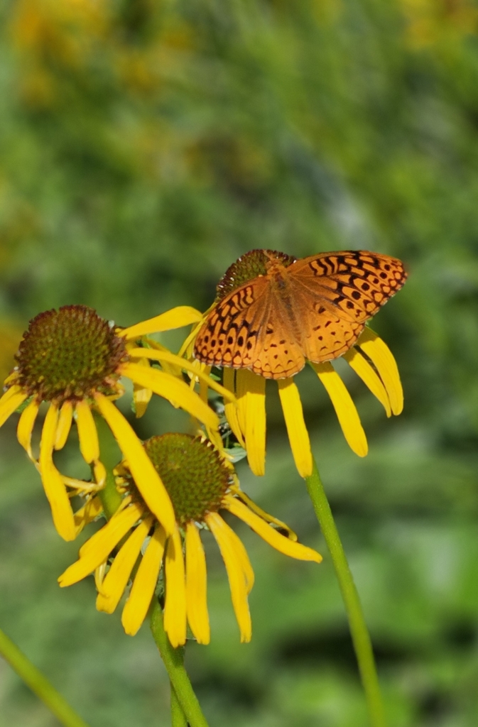 Great Spangled Fritillary from Hopewell Township, PA, USA on June 7 ...