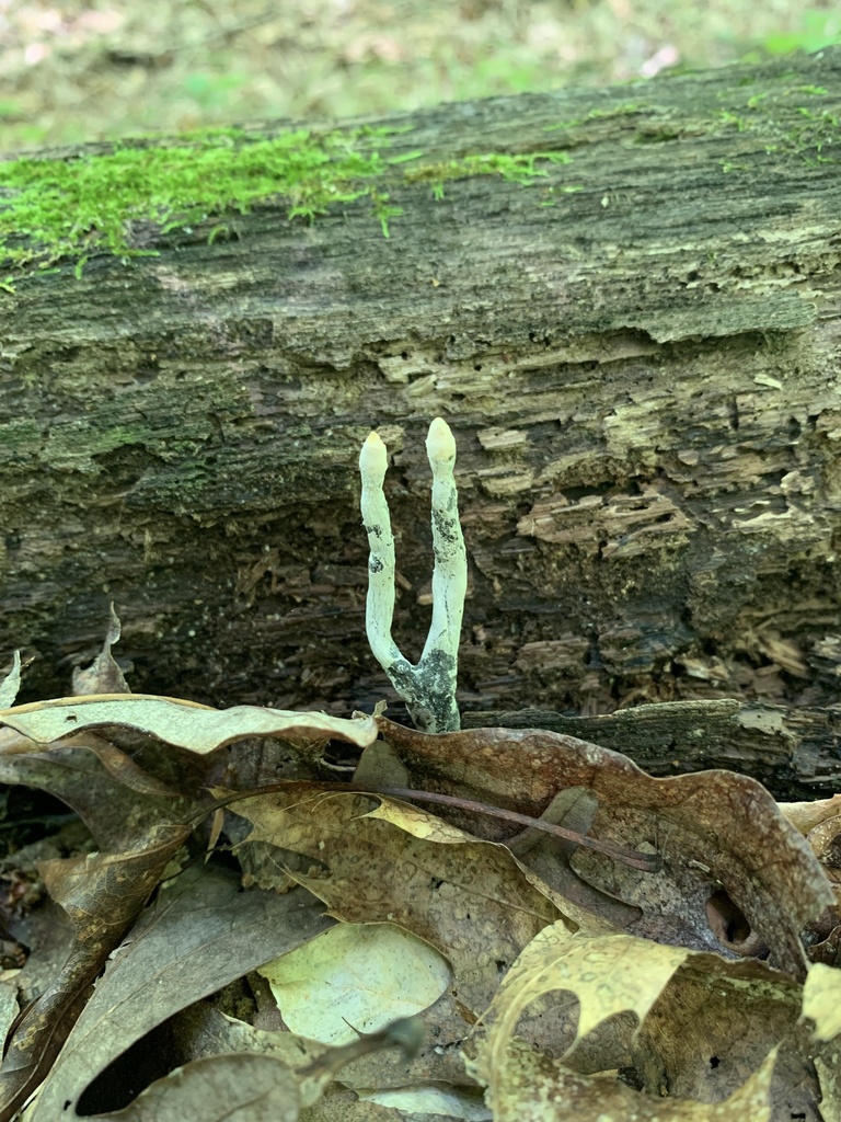 Xylaria cornu-damae from Hoosier National Forest, Paoli, IN, US on June ...