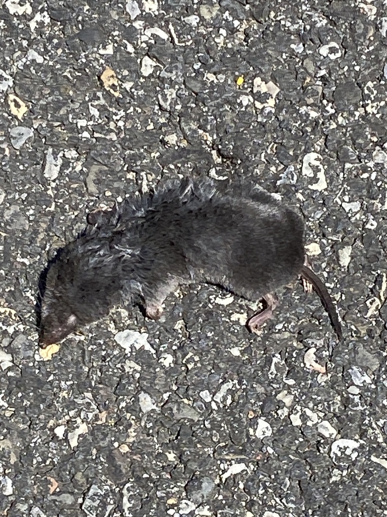 Northern Short-tailed Shrew from Long Island, Miller Place, NY, US on ...