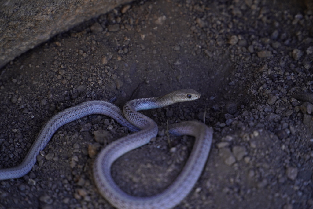 Western Patch-nosed Snake from Joshua Tree National Park, Desert Hot ...